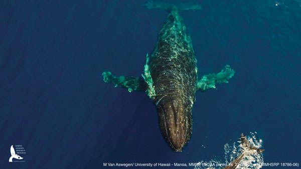 Entangled mother humpback whale freed off Lahaina Harbor | News, Sports ...